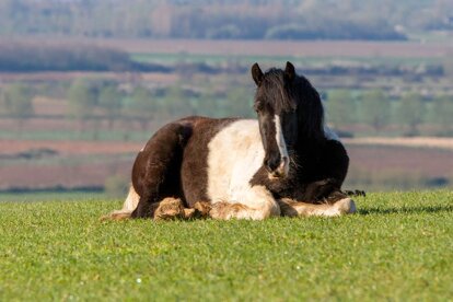 Our People - World Horse Welfare