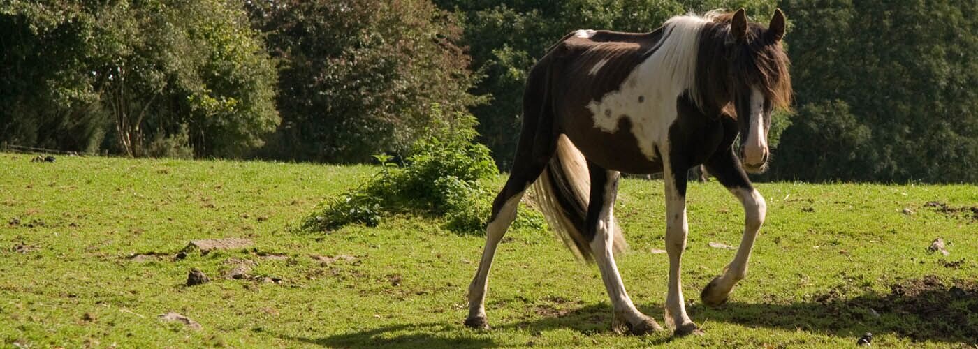 Horse welfare in the UK - World Horse Welfare