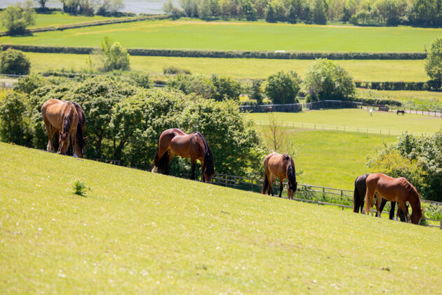 Glenda Spooner Farm - World Horse Welfare