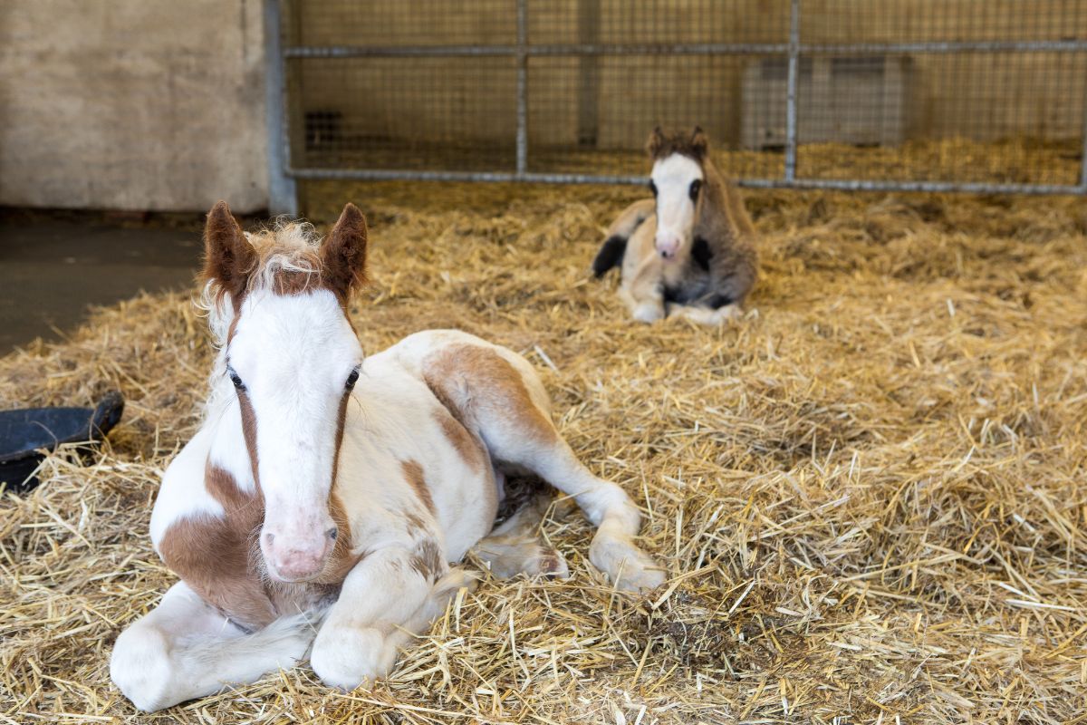 Penny Farm - World Horse Welfare