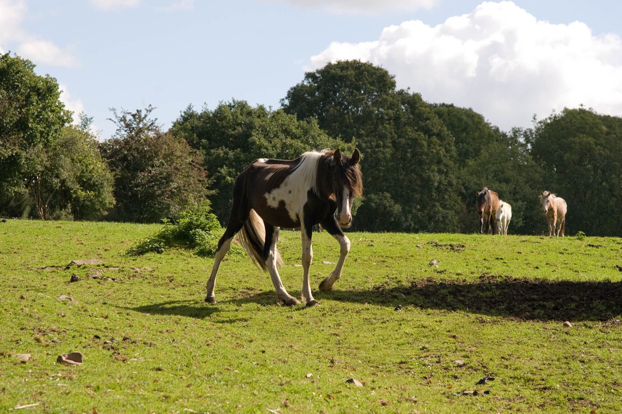 Horses in need - World Horse Welfare