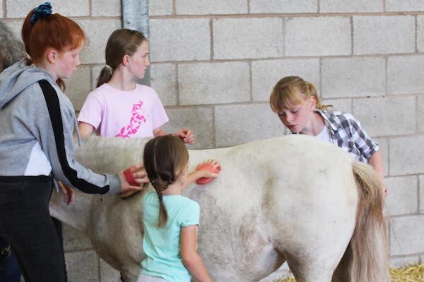 Penny Farm - World Horse Welfare