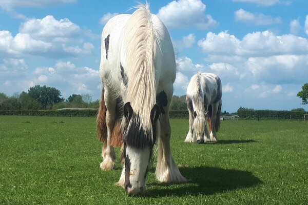 Hall Farm - World Horse Welfare
