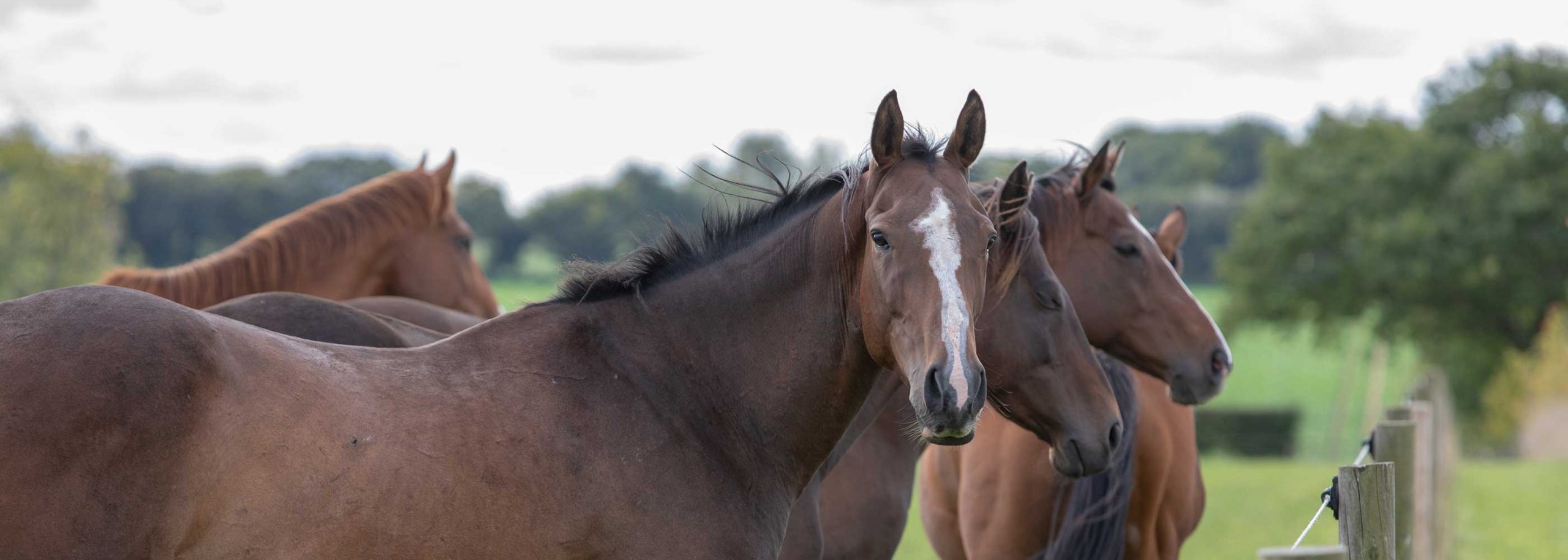 Hall Farm - World Horse Welfare