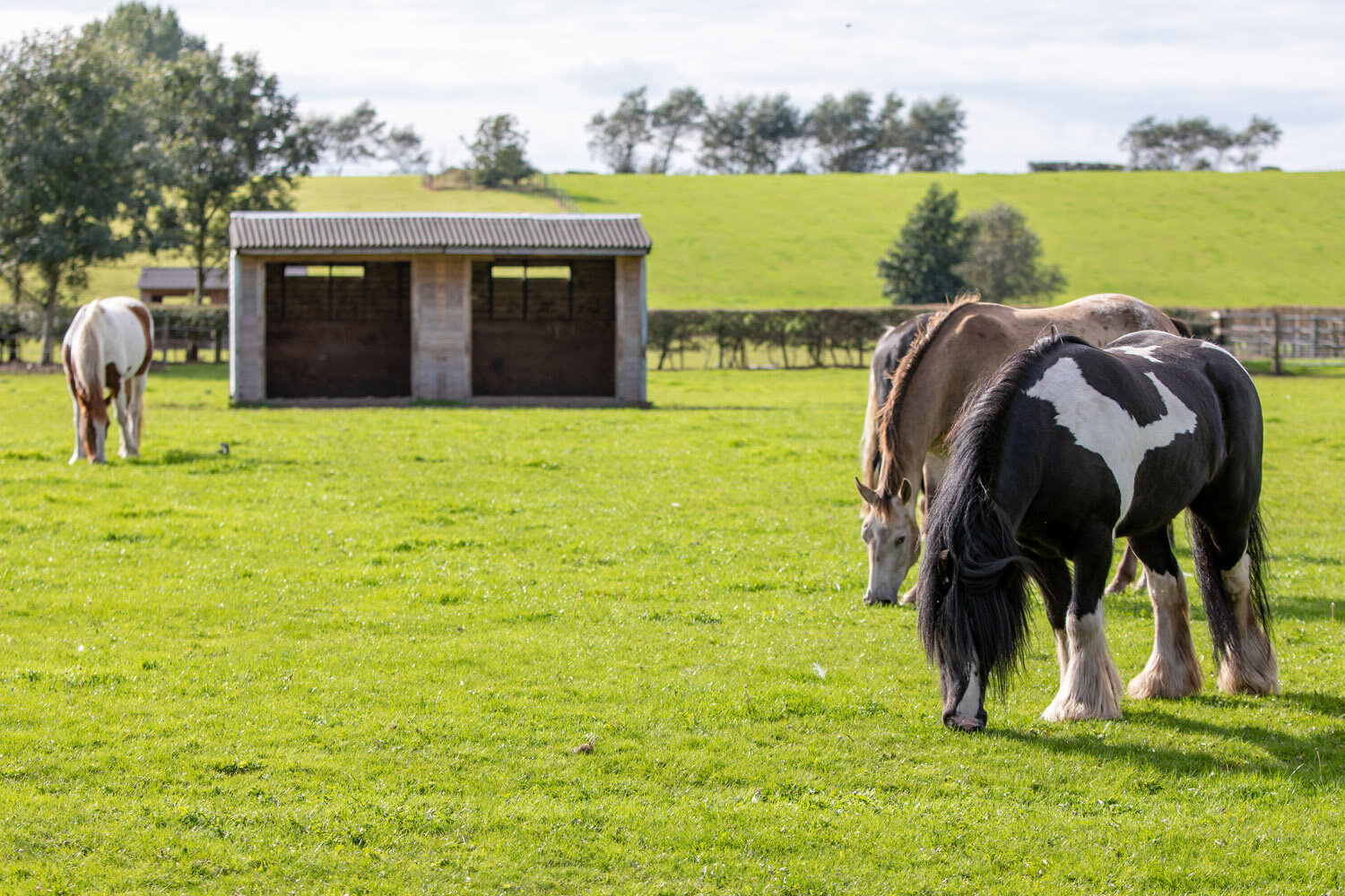 Penny Farm - World Horse Welfare