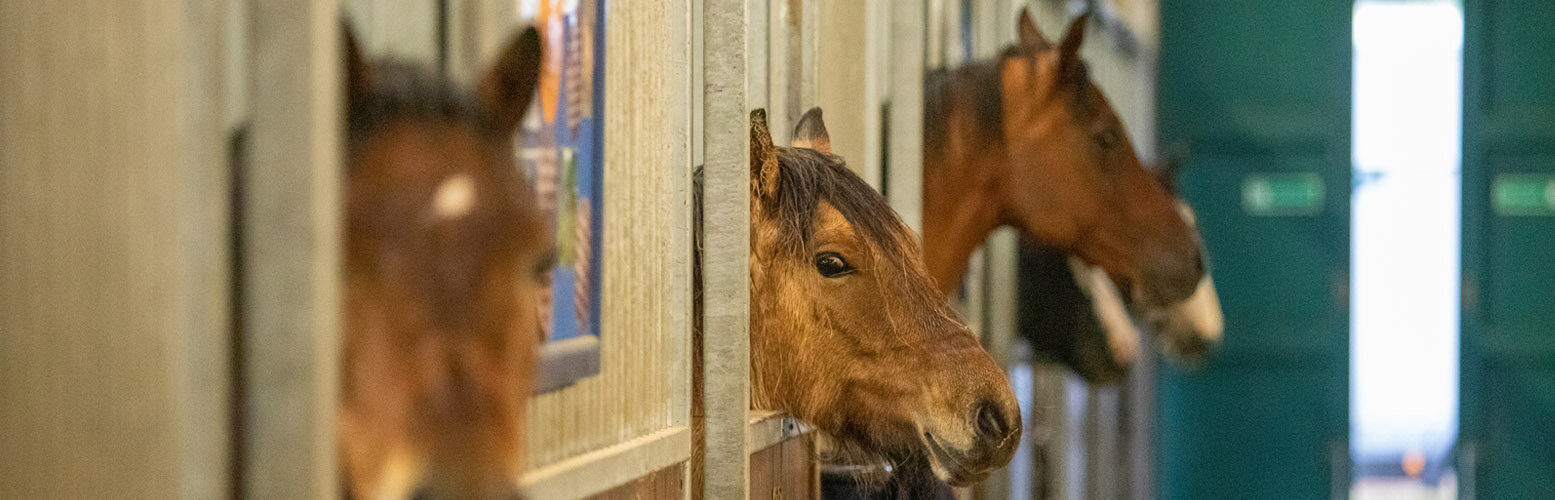 Stereotypic horse behaviours - World Horse Welfare
