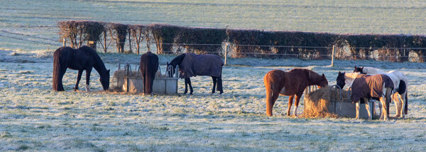 Rugging horses: when does your horse need a rug? - World Horse Welfare