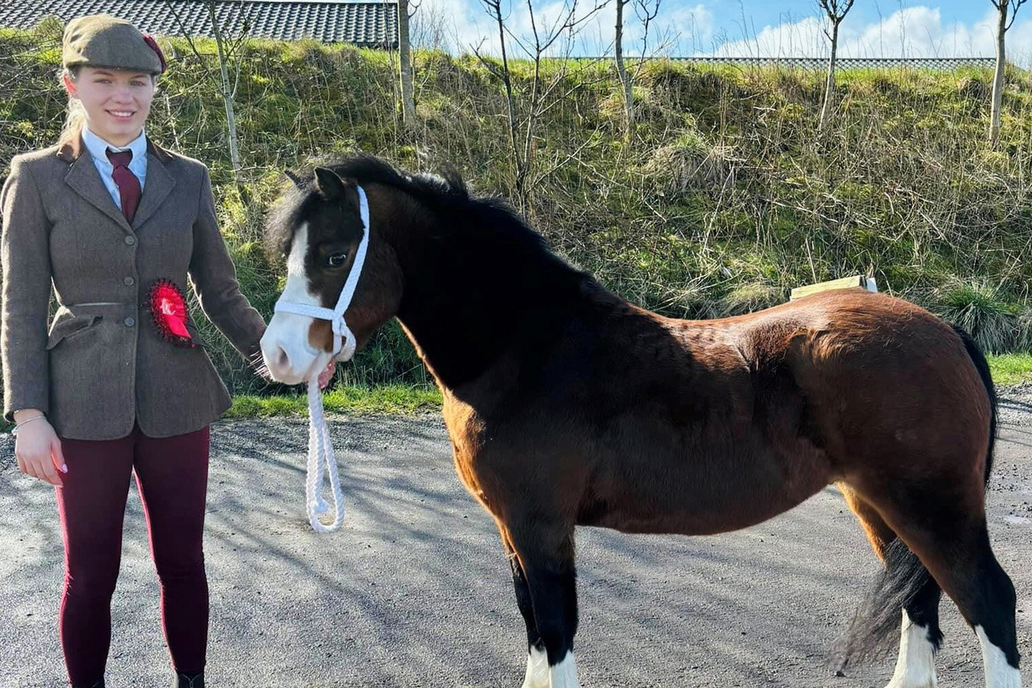 Home - World Horse Welfare