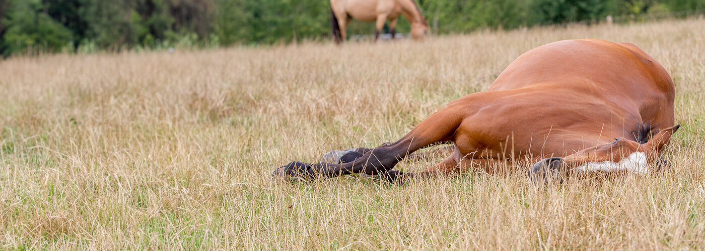 Collapse and cast in horses - World Horse Welfare