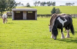 Visit Penny Farm - World Horse Welfare