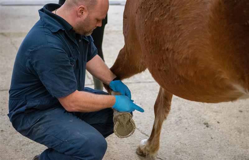 Fractures in horses - World Horse Welfare