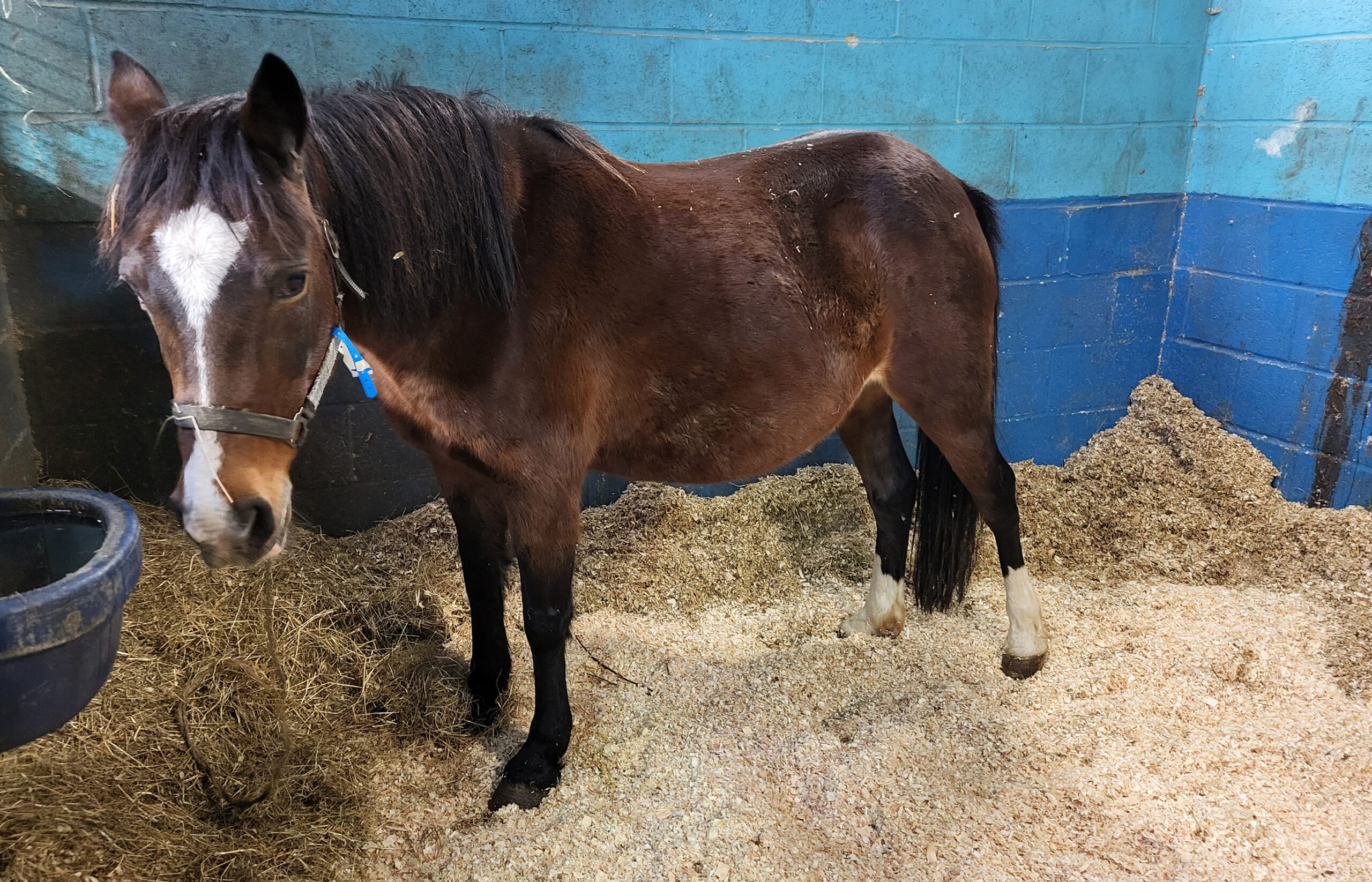 Our work globally - World Horse Welfare