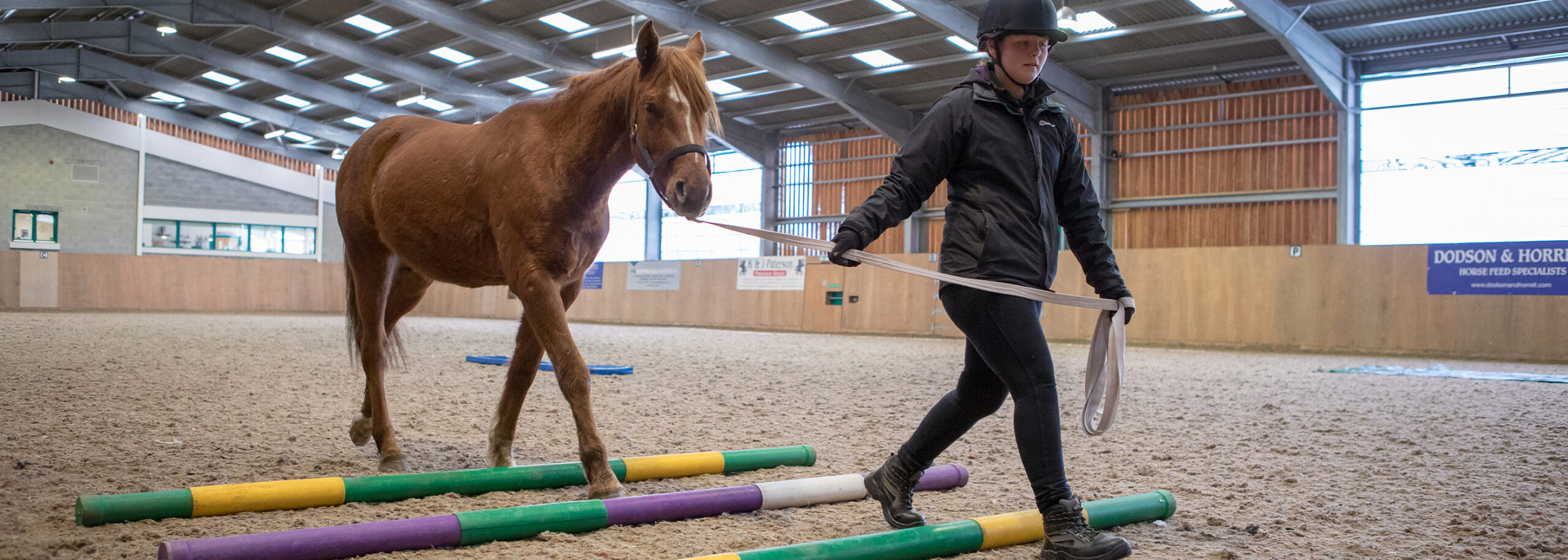 Research sector grants - World Horse Welfare