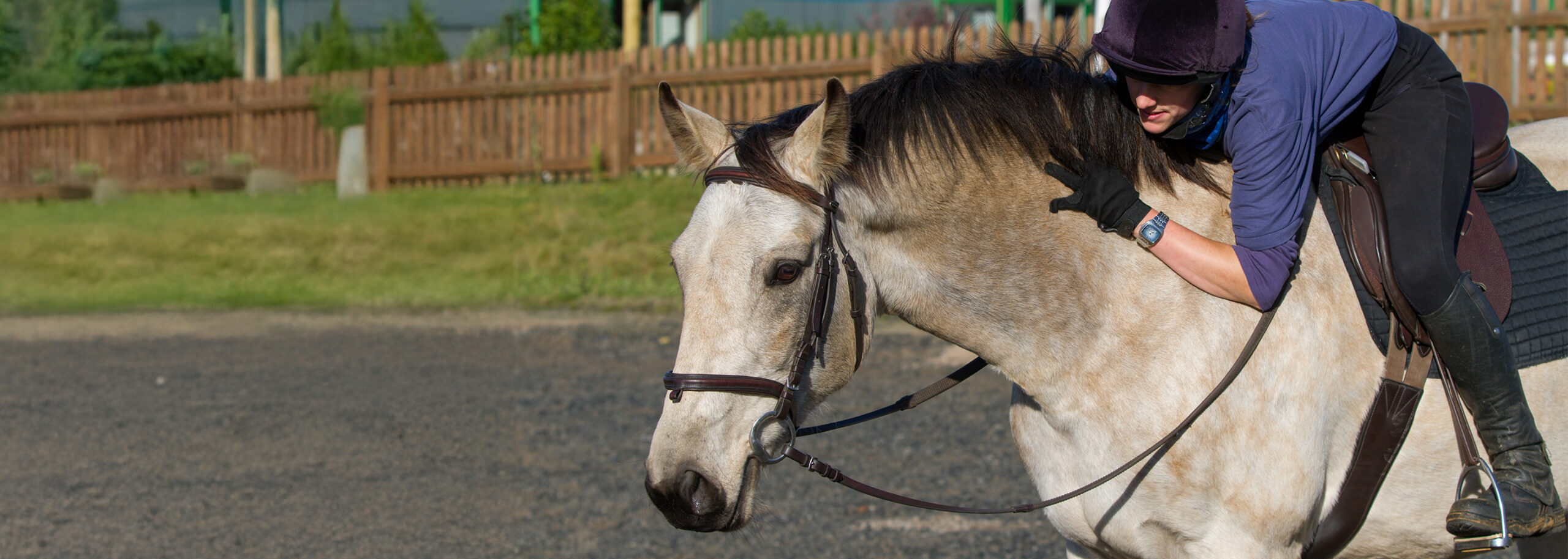 Fractures in horses - World Horse Welfare