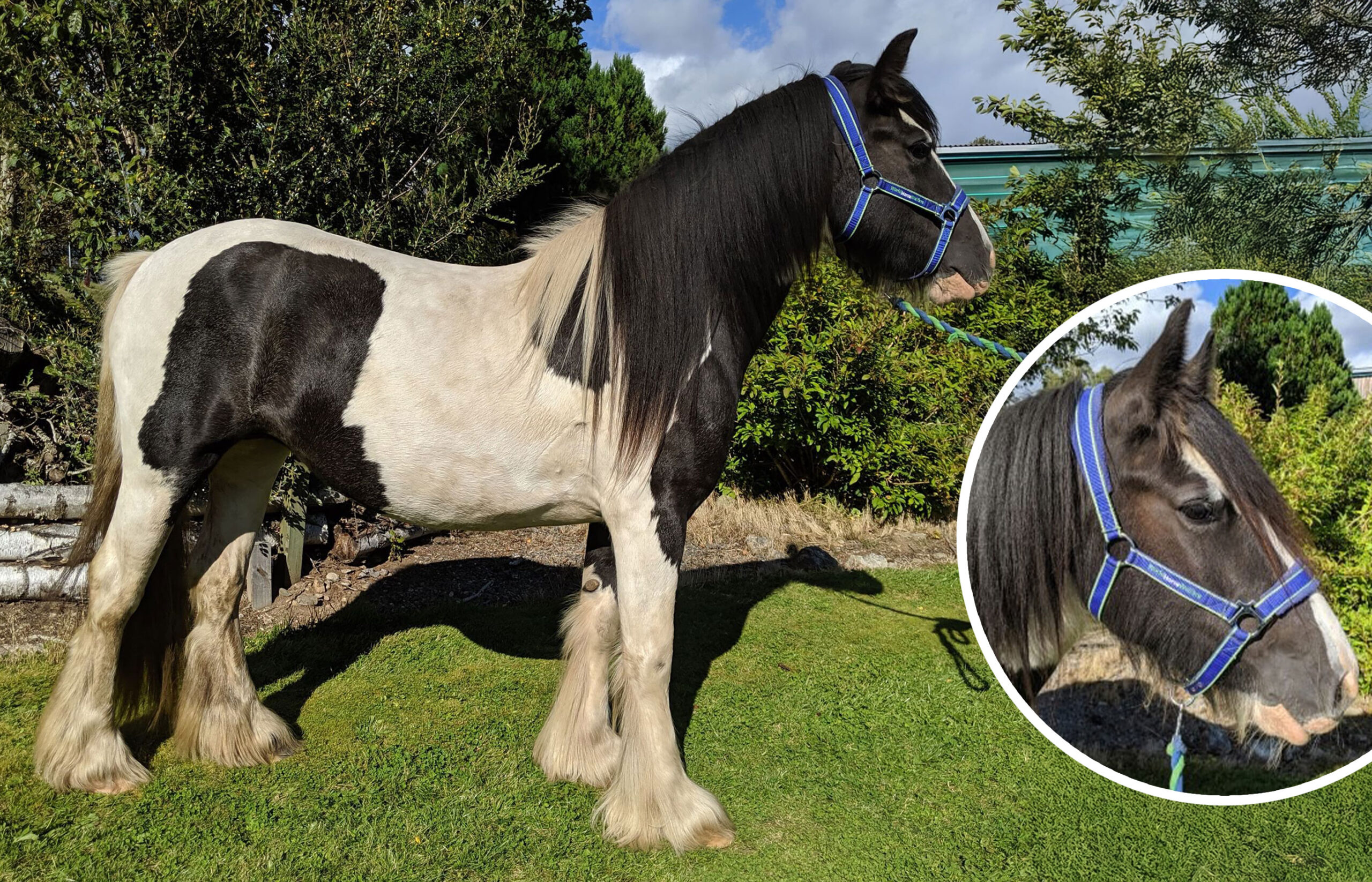 Strangles in horses - World Horse Welfare