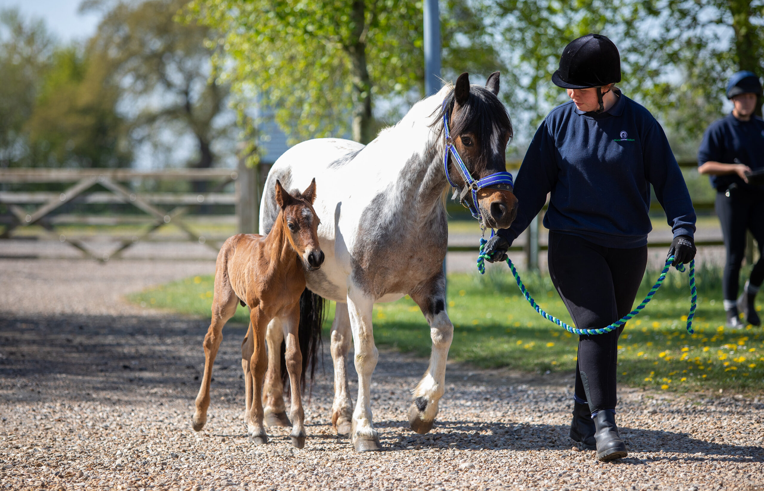 The 5 Domains of animal welfare - World Horse Welfare