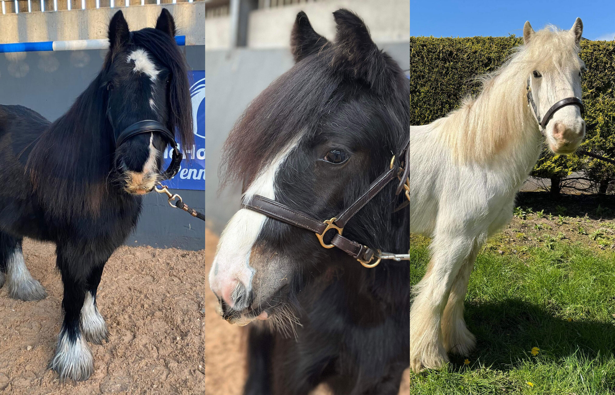 Mites: how to treat them in horses - World Horse Welfare