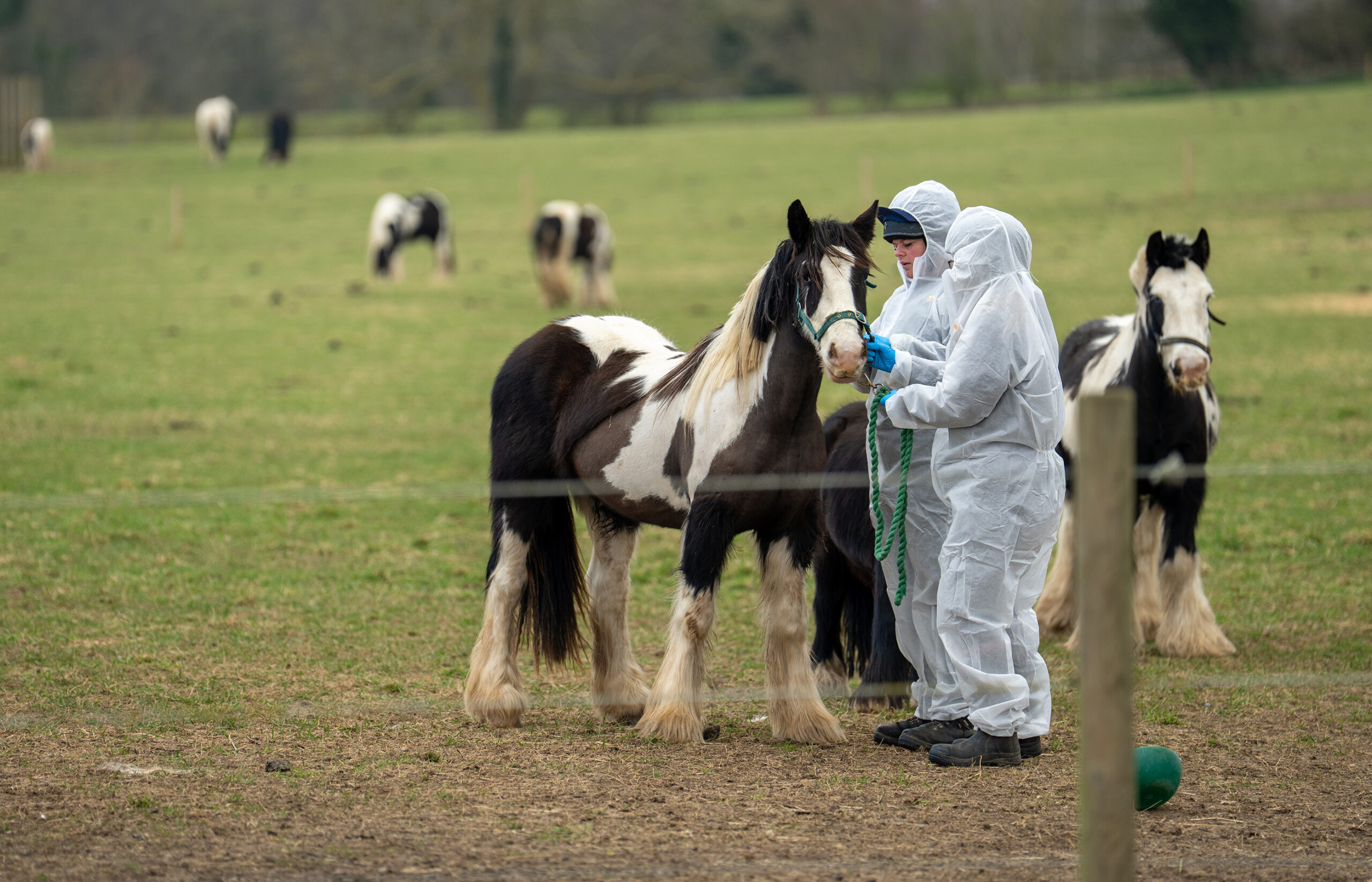 Home - World Horse Welfare