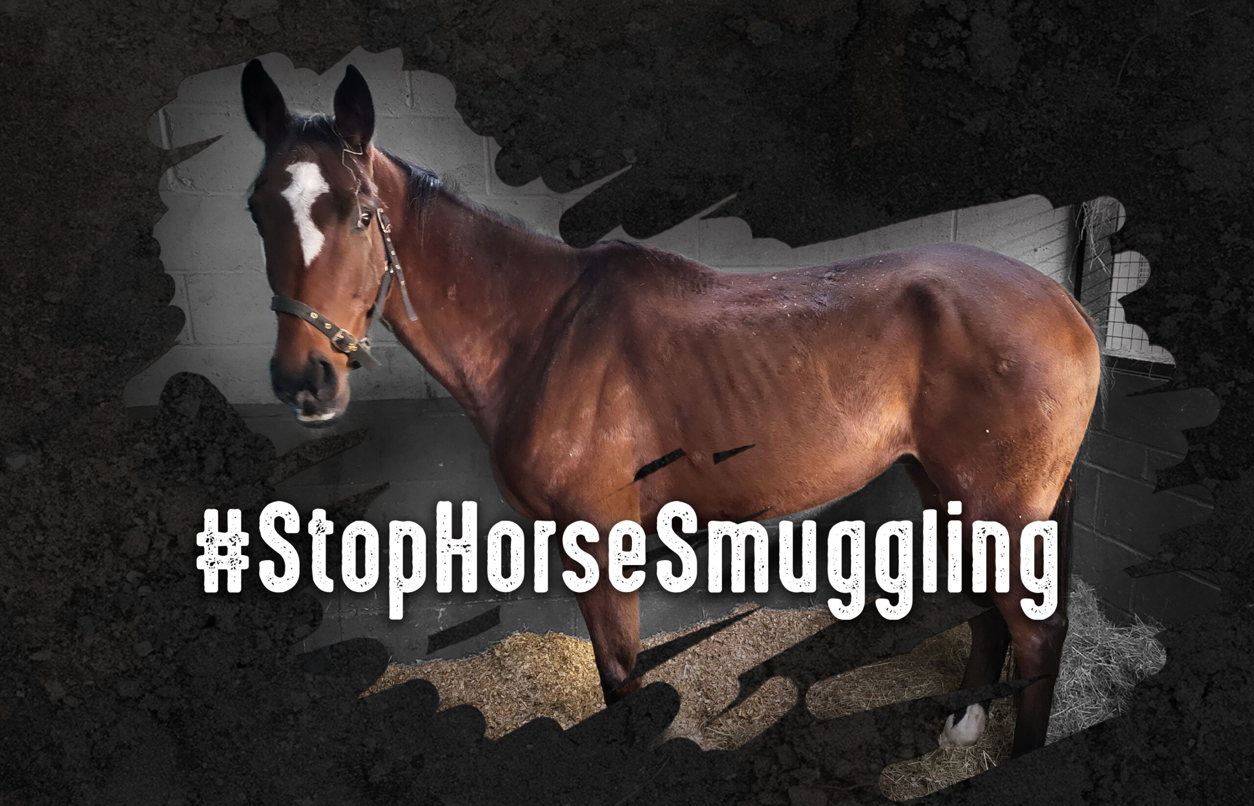 Mites: how to treat them in horses - World Horse Welfare