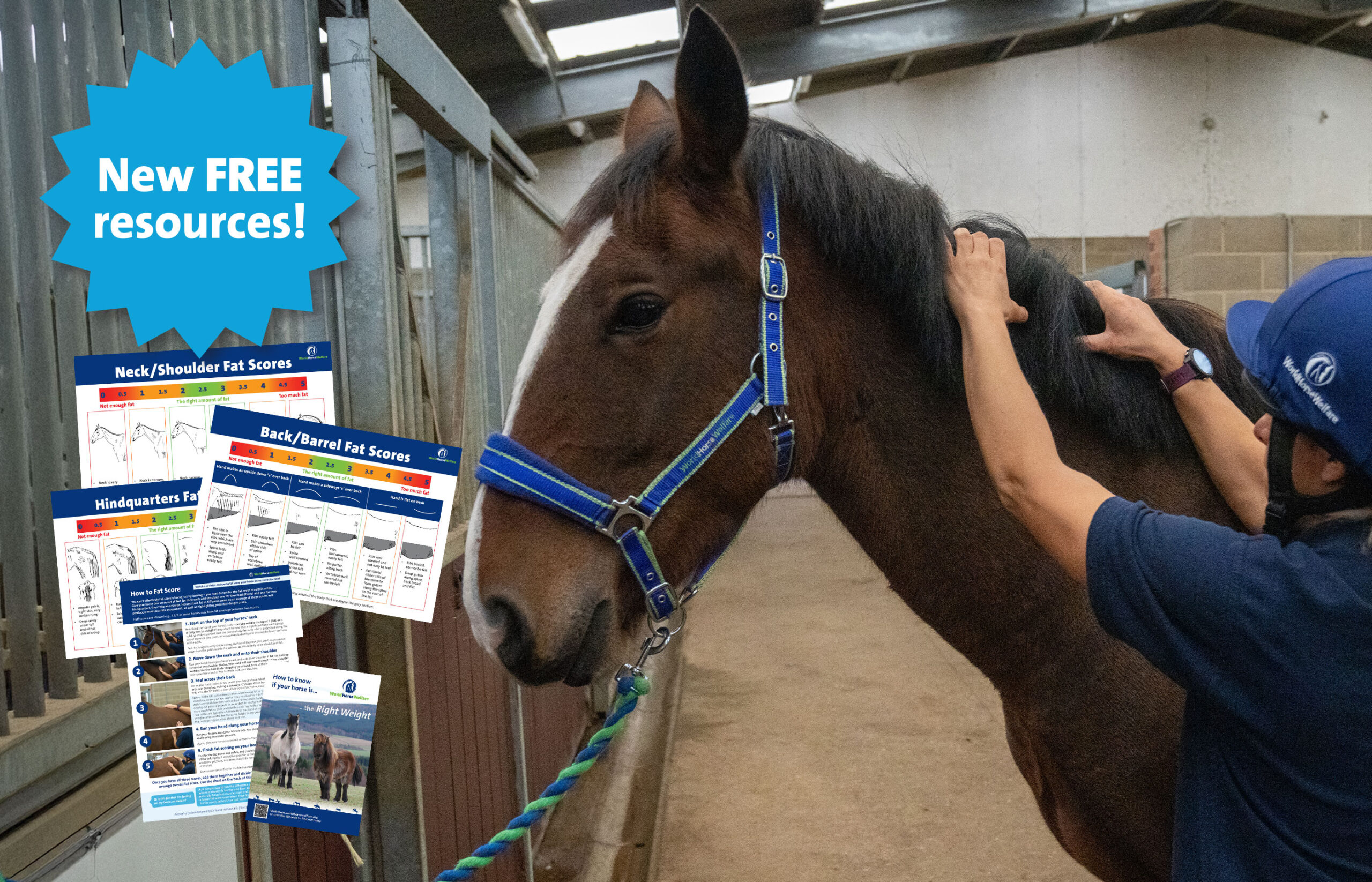 Choke in horses - World Horse Welfare