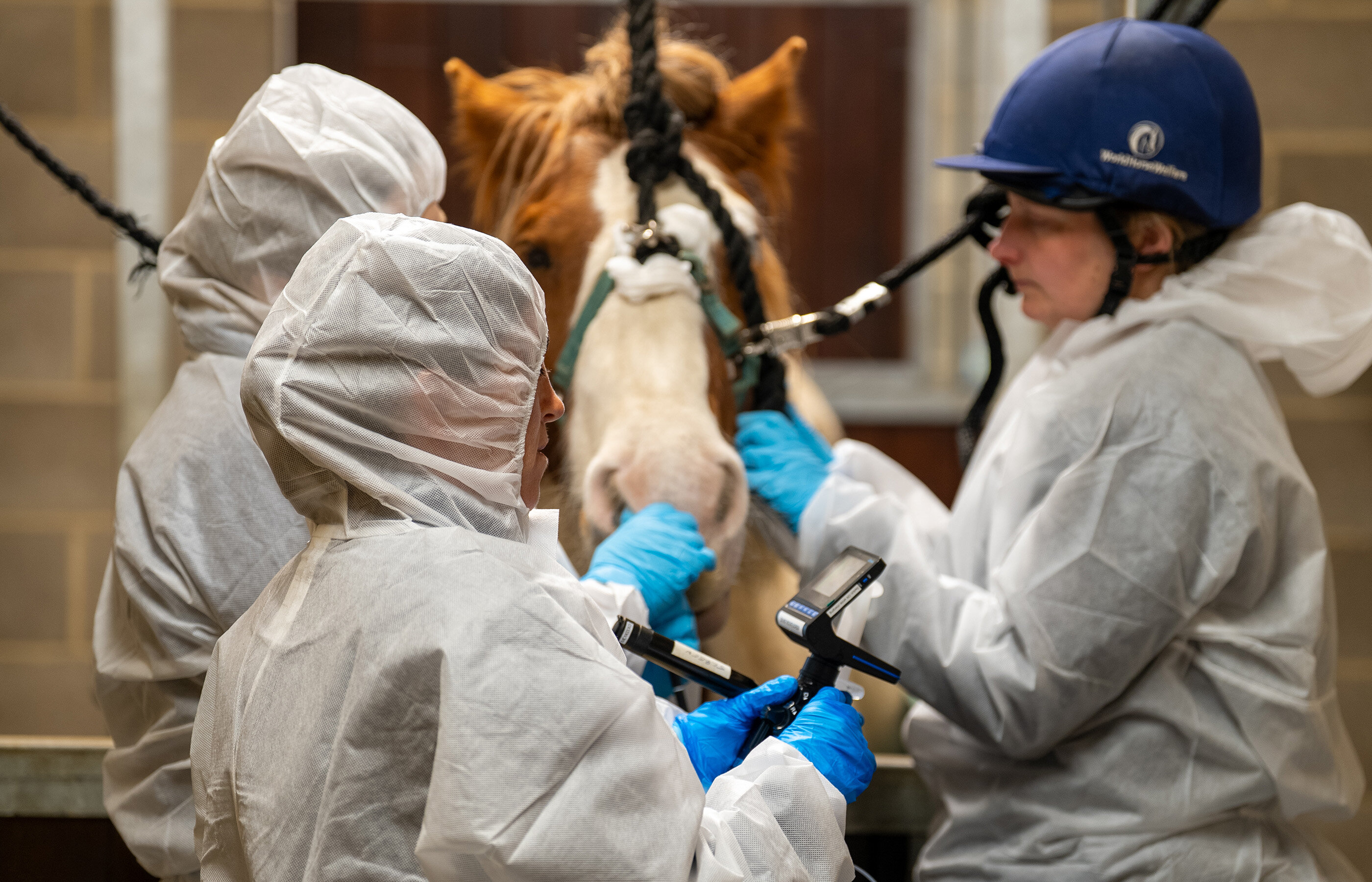 Strangles in horses - World Horse Welfare