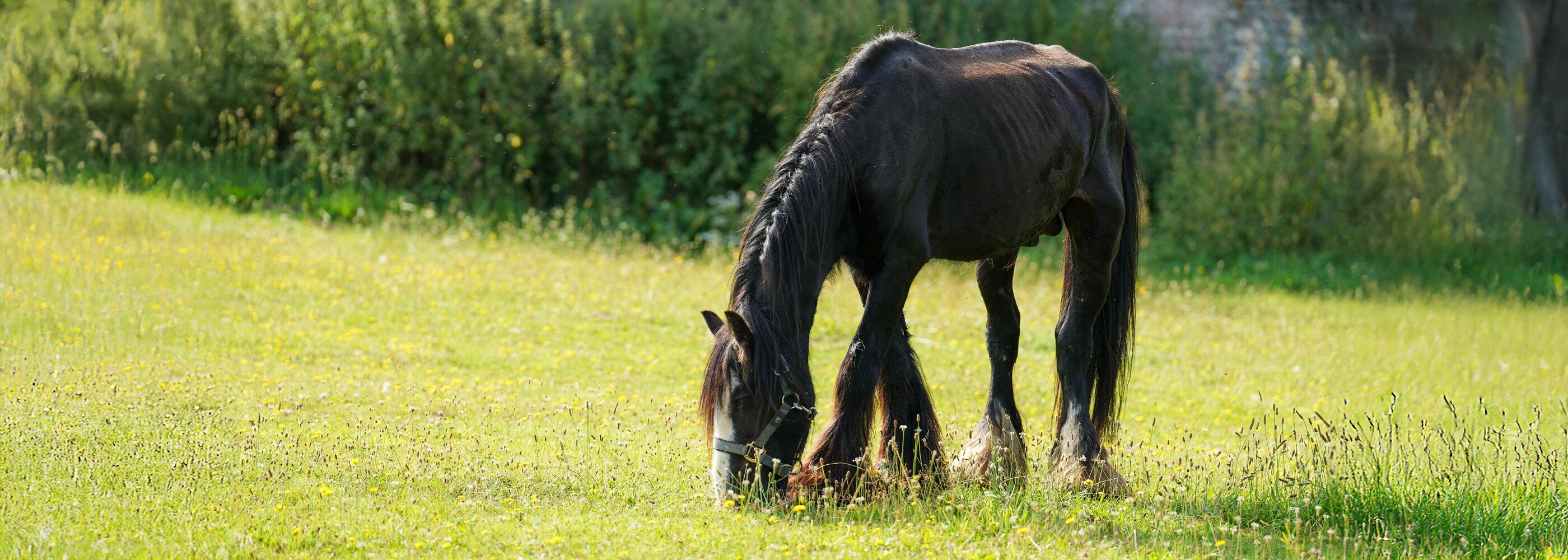 Help transform the lives of horses- Donate - World Horse Welfare