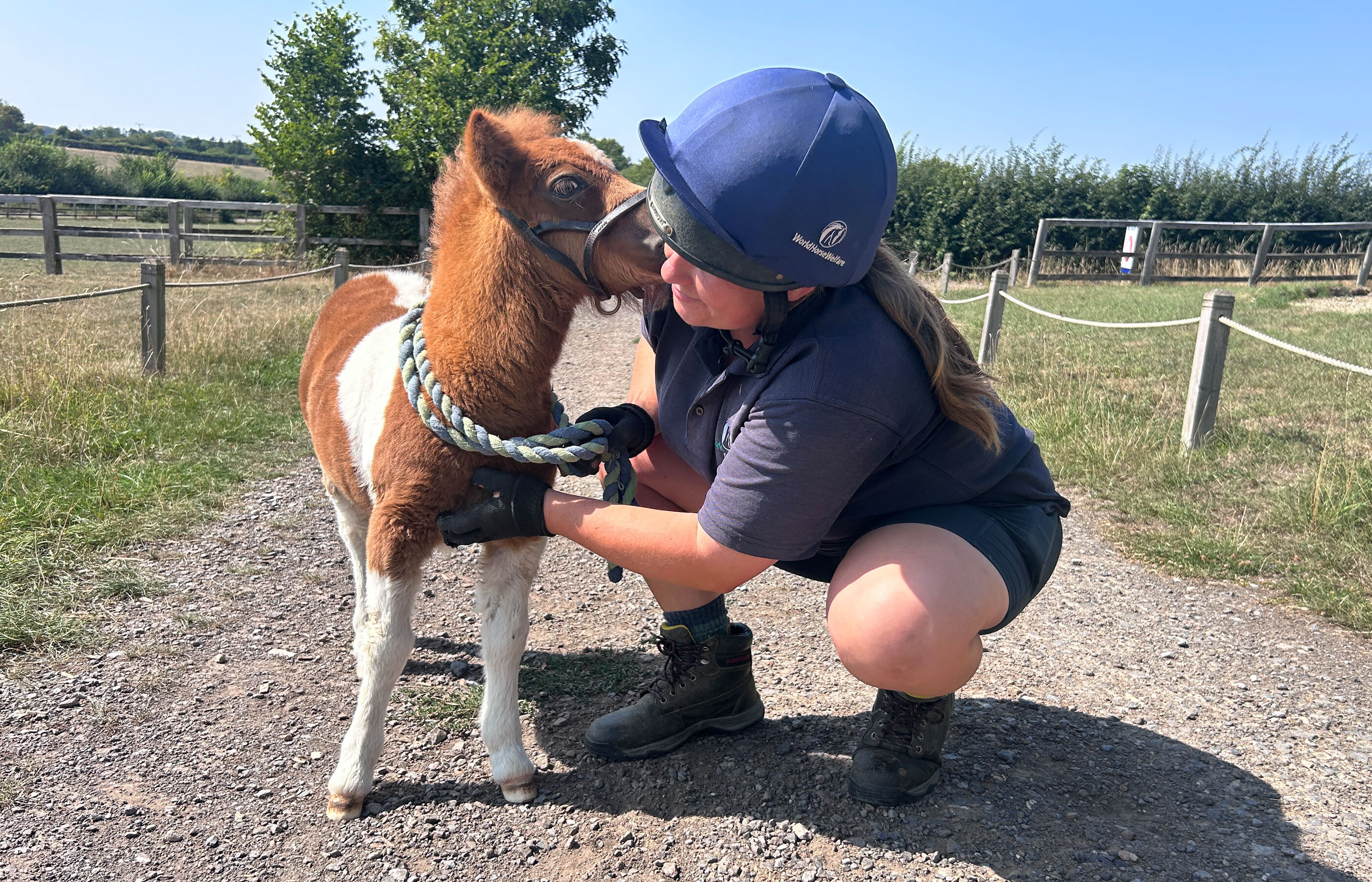 Tendon and ligament injuries in horses - World Horse Welfare