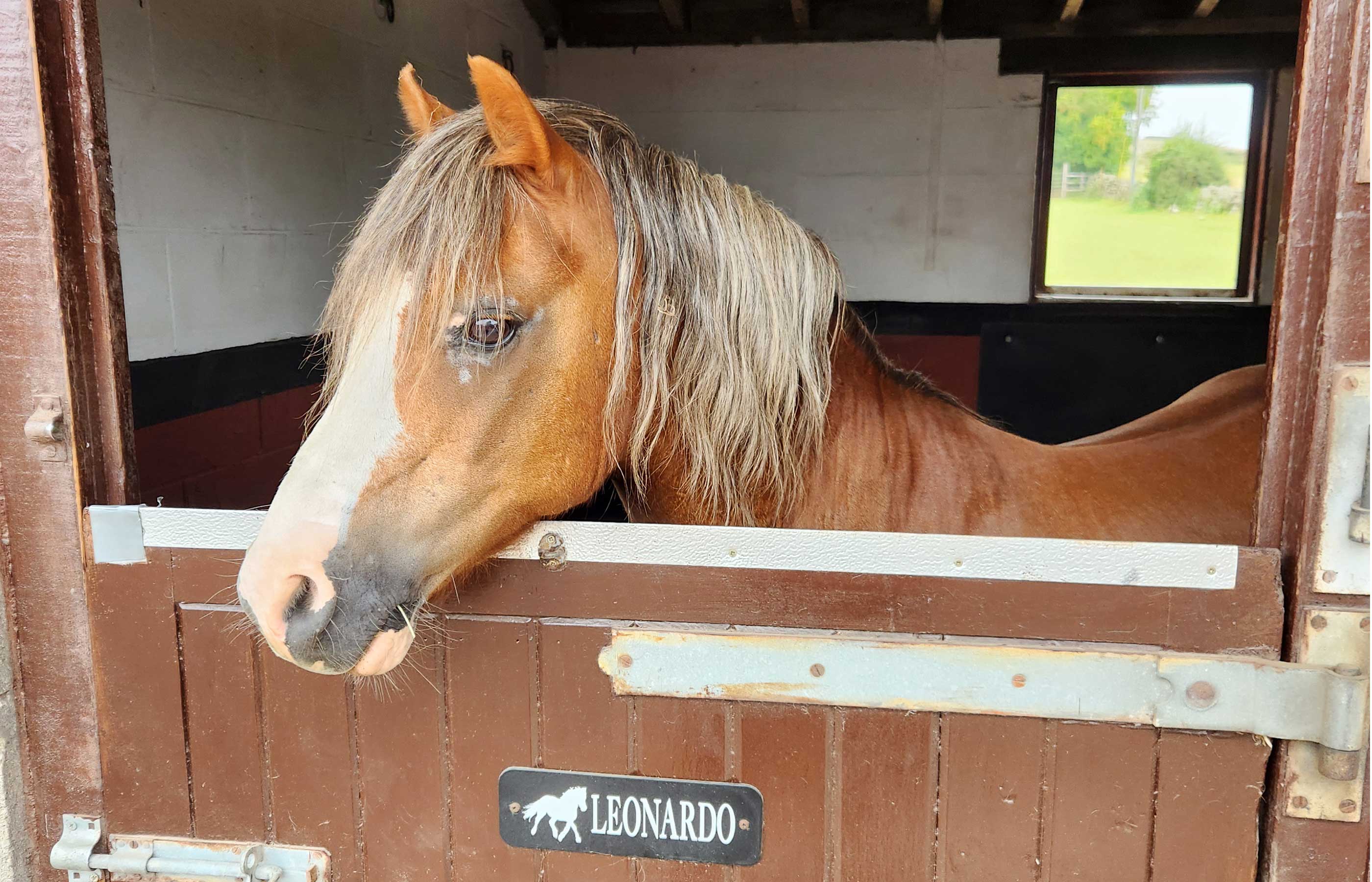 From unhandled teenage stallion to perfect pony pal – Leo’s story ...