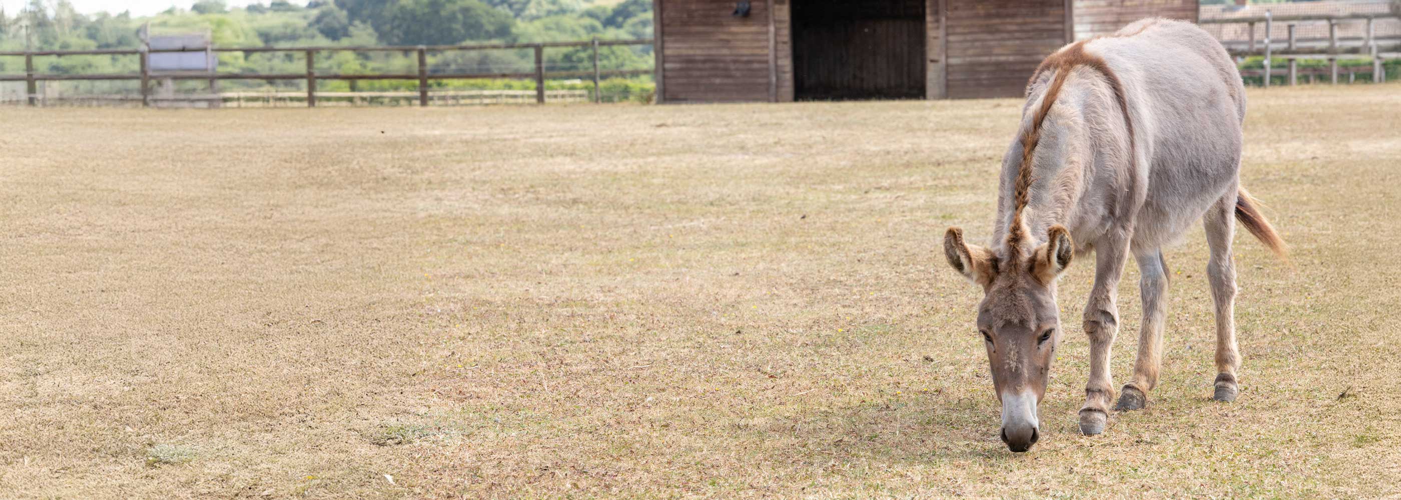 Donkey and mule nutrition essentials - World Horse Welfare