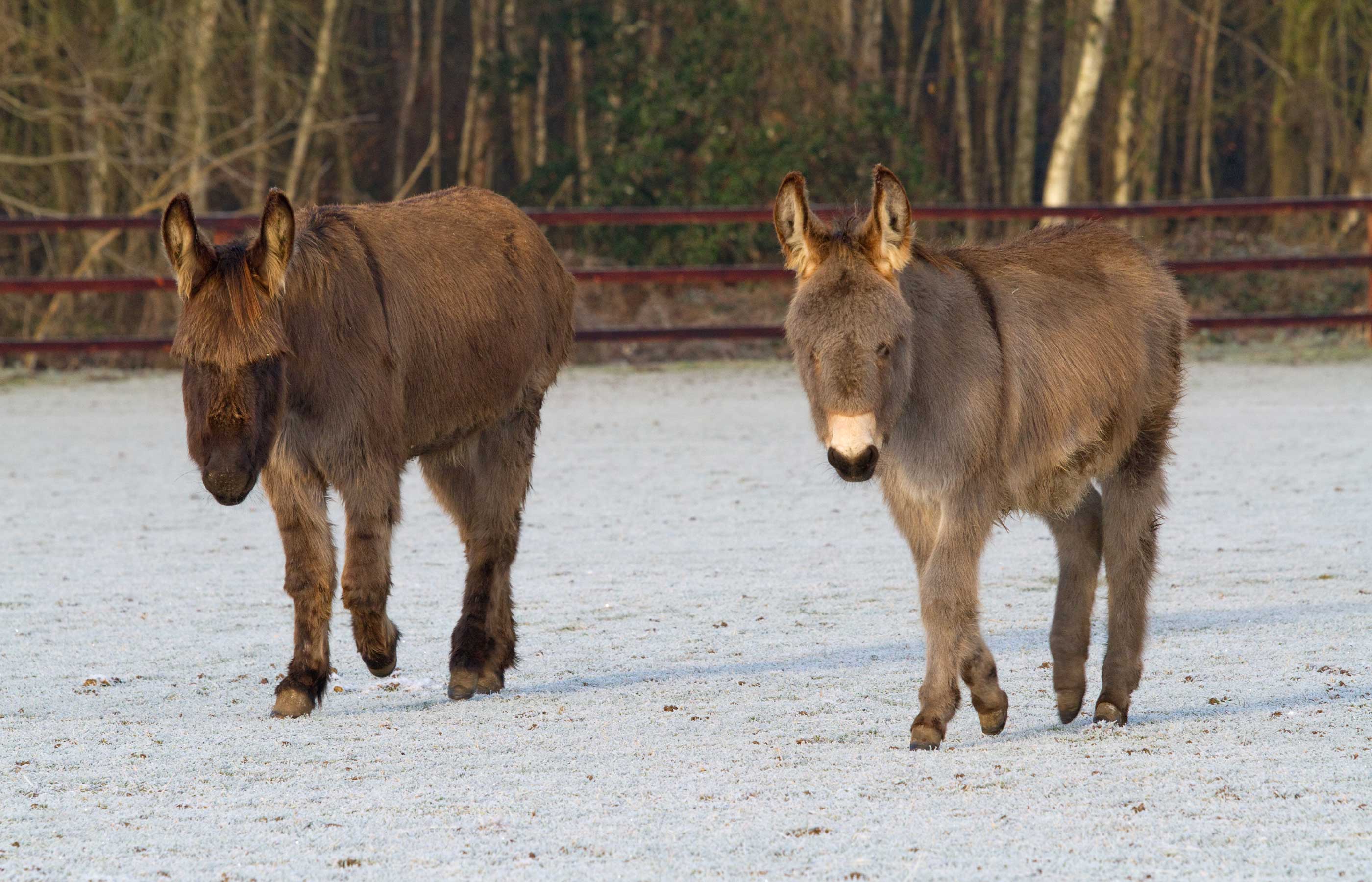 Behaviour | World Horse Welfare - World Horse Welfare