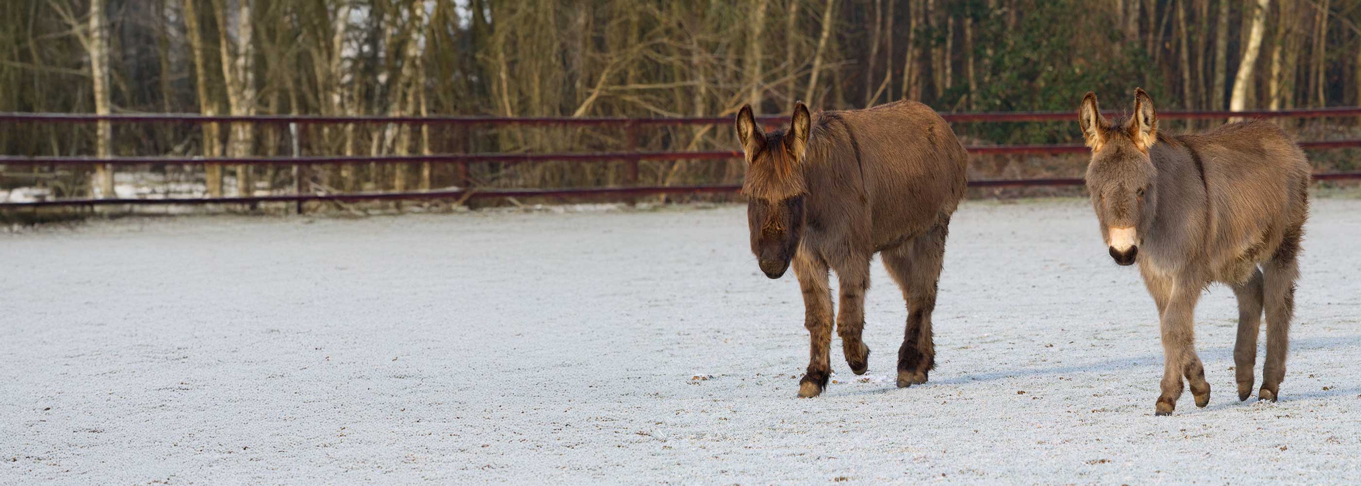 Donkey and mule behaviour essentials - World Horse Welfare