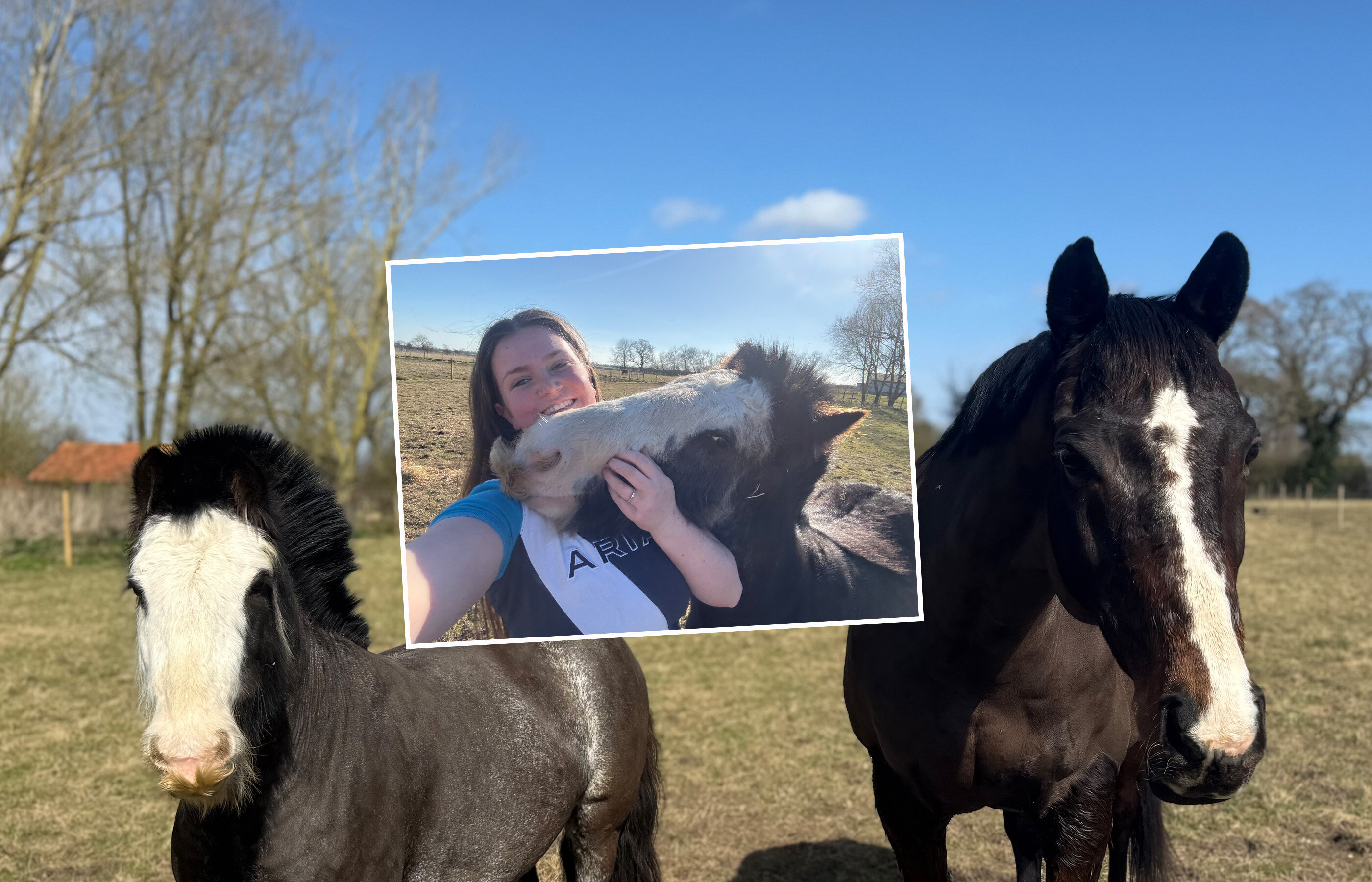 Major charity collaboration safeguards welfare of rare horses - World ...