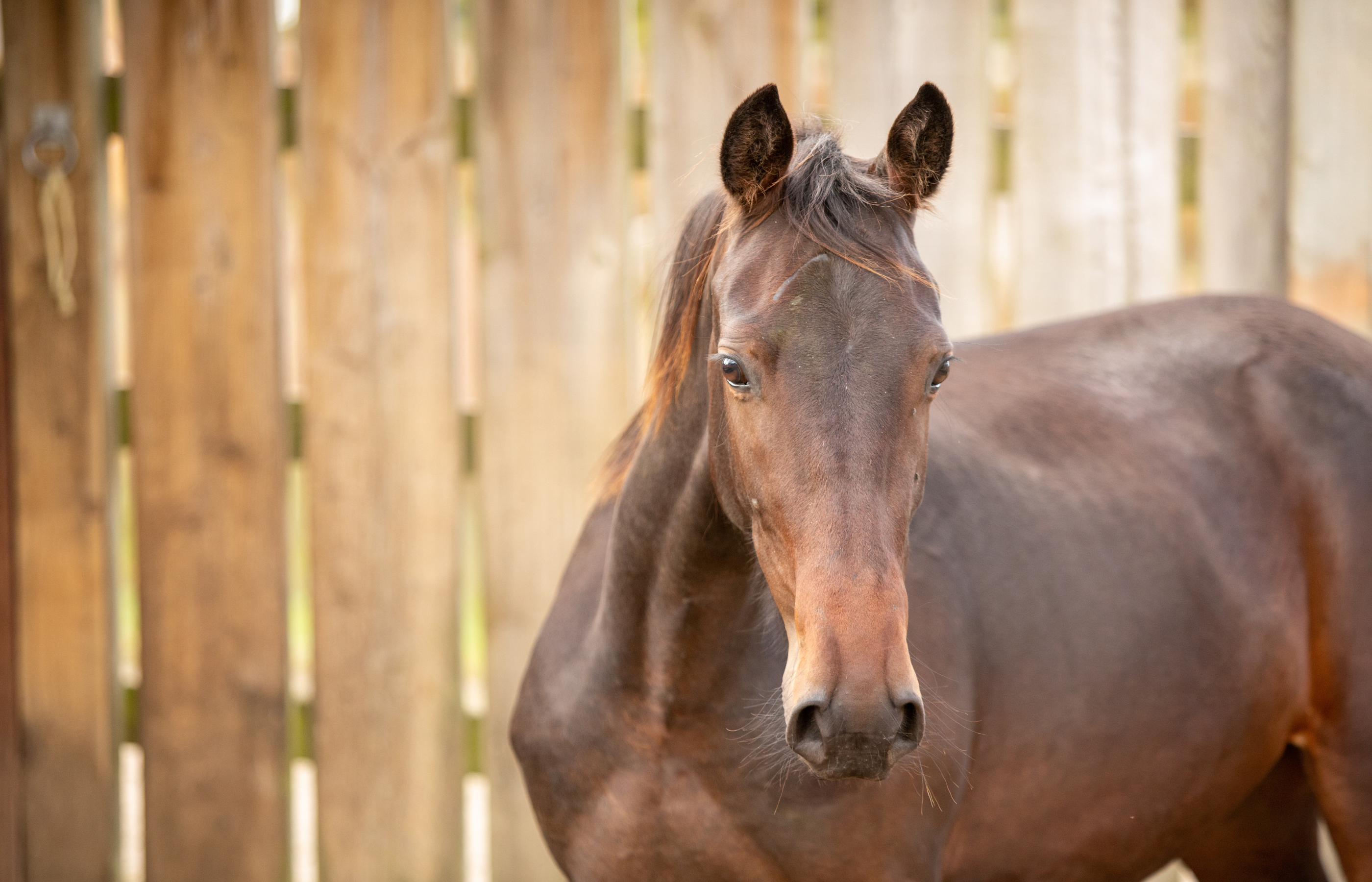 Signs of infection in horses - World Horse Welfare