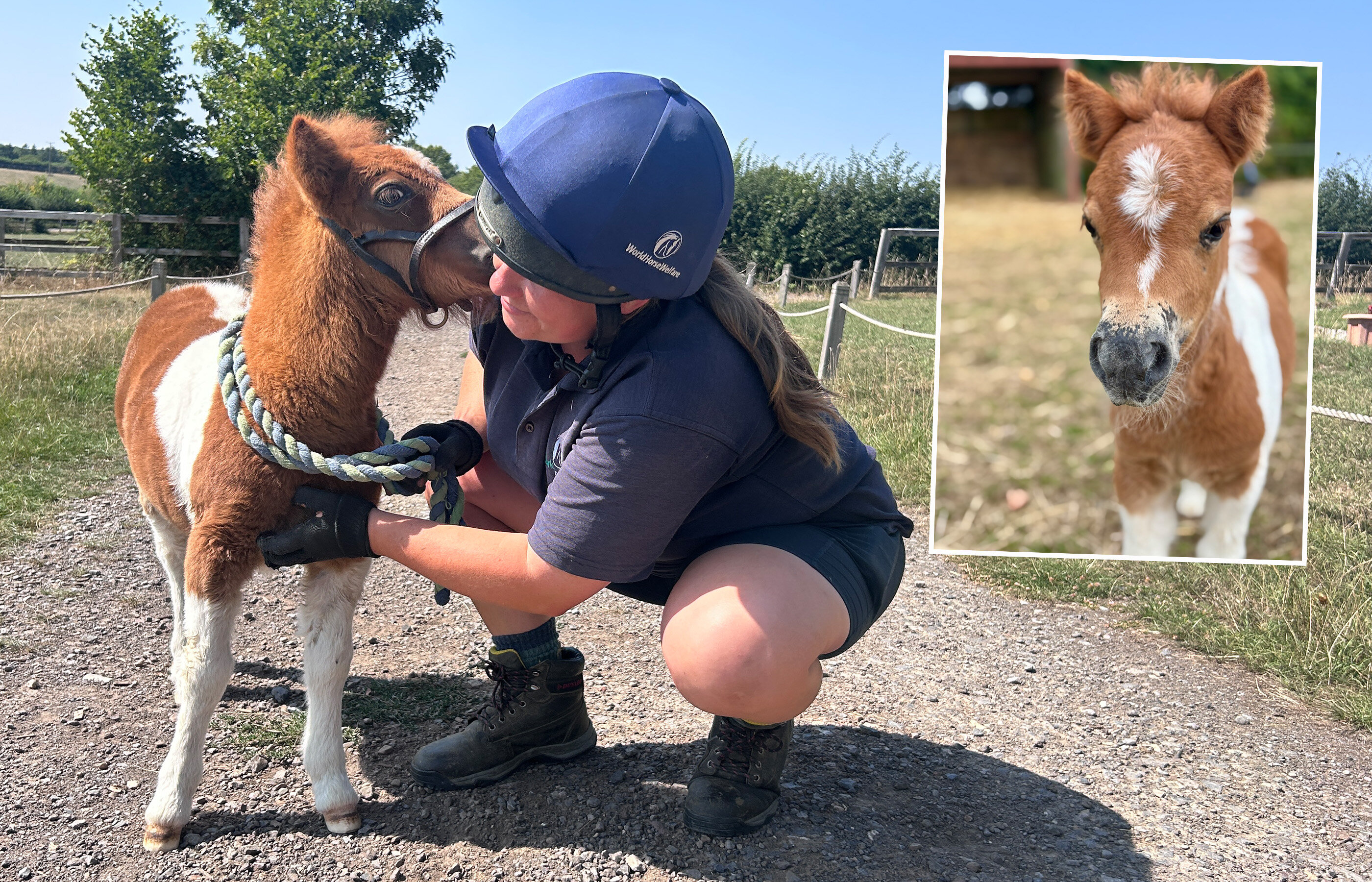 Weight management strategies for overweight horses - World Horse Welfare