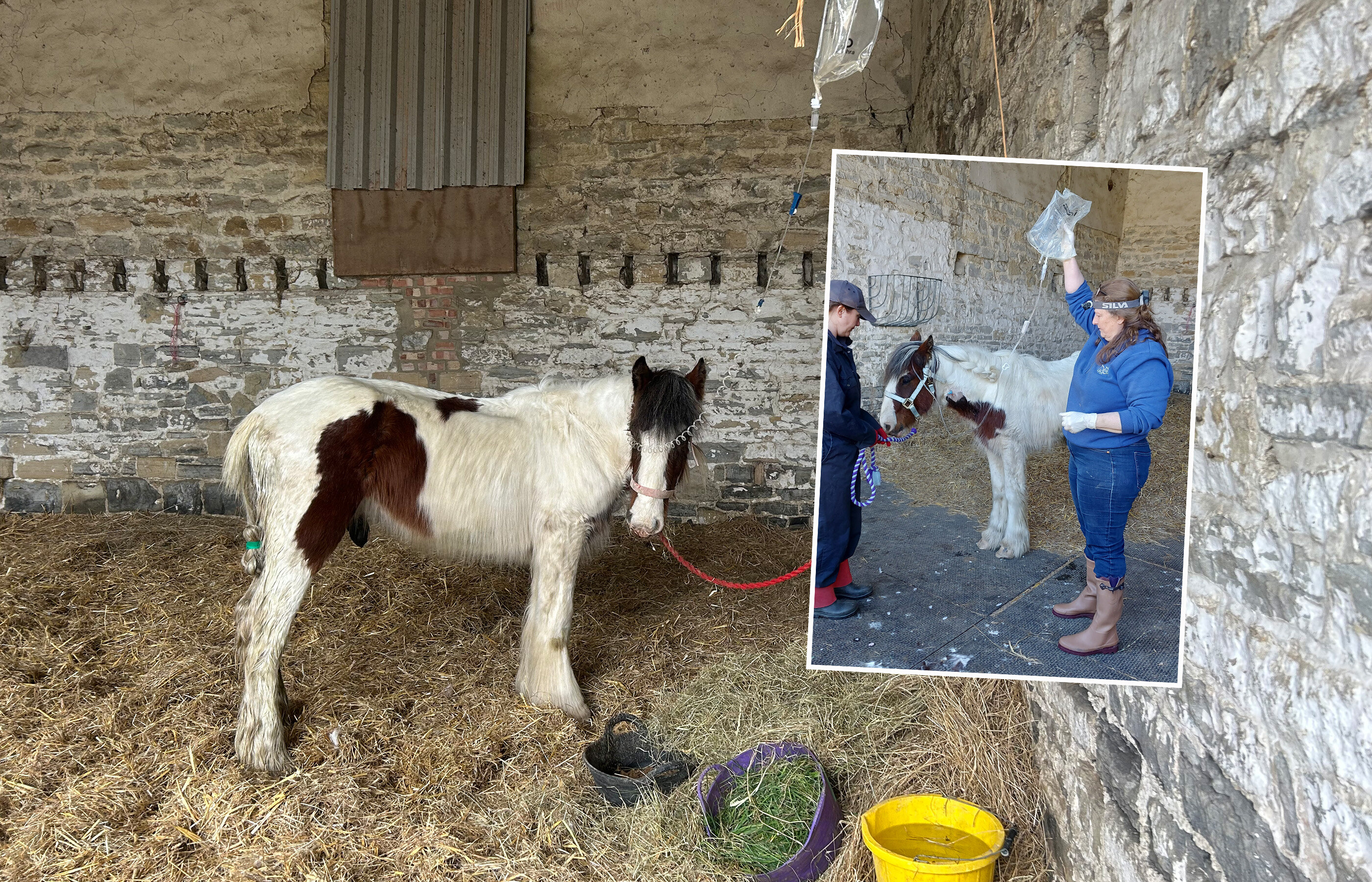 Tendon and ligament injuries in horses - World Horse Welfare