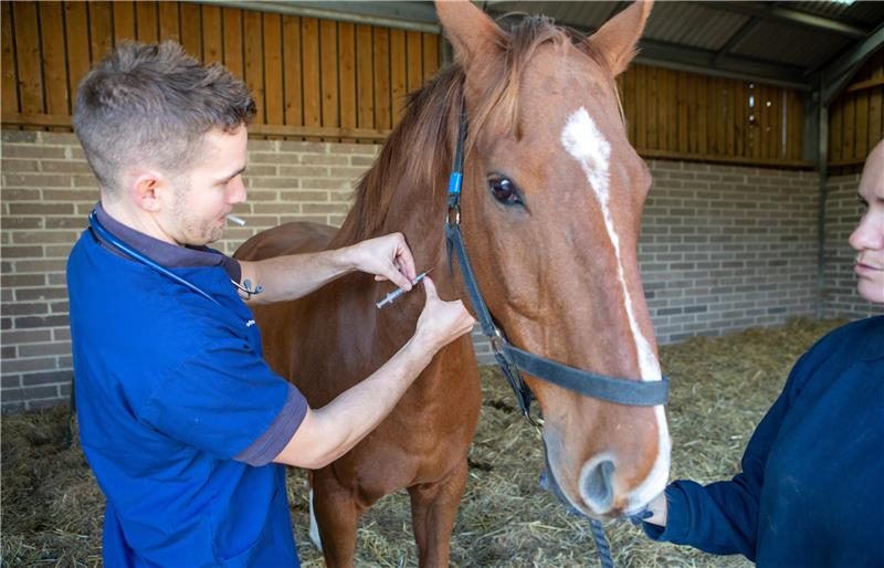 Collapse and cast in horses - World Horse Welfare