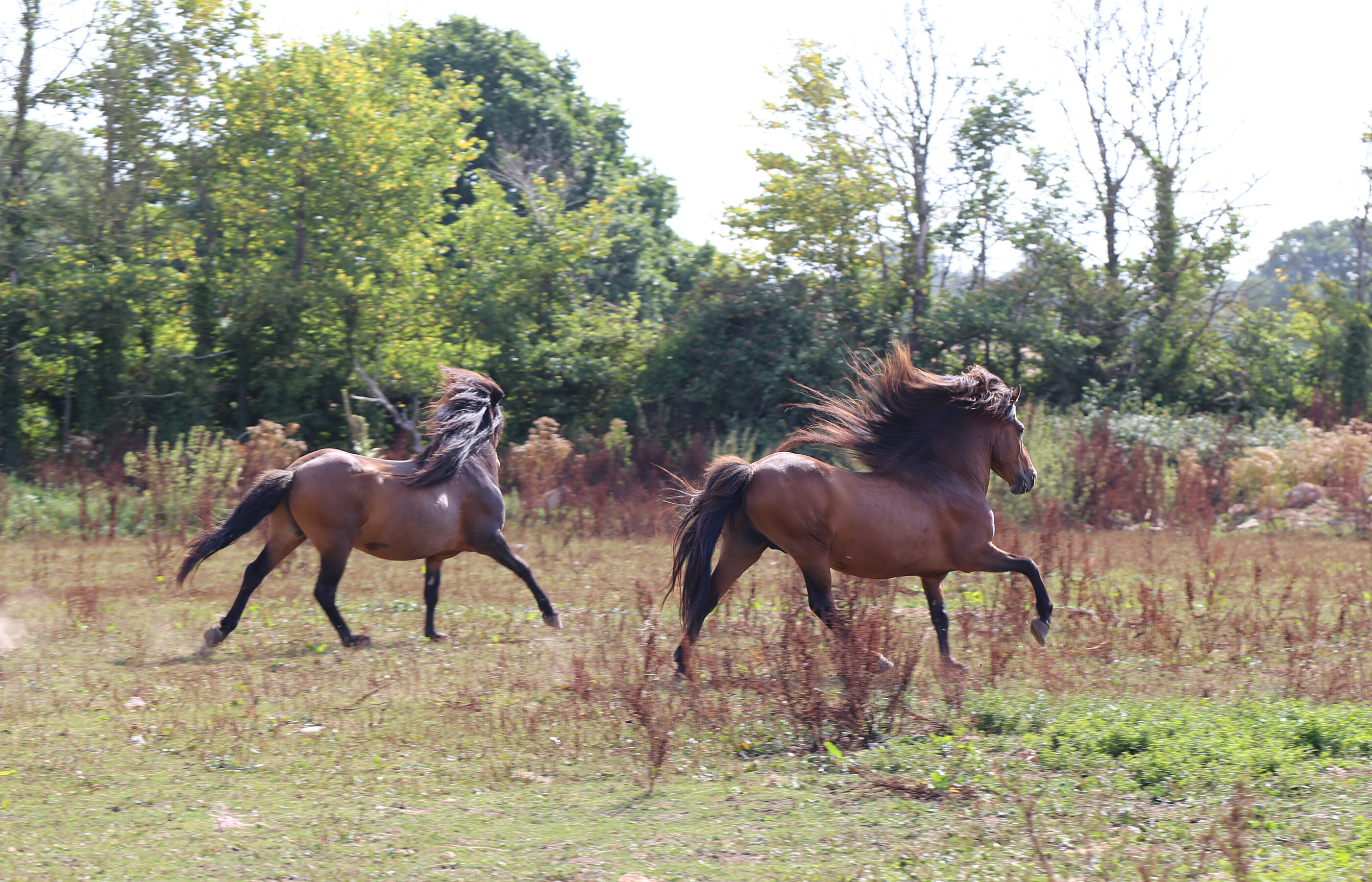 Tendon and ligament injuries in horses - World Horse Welfare