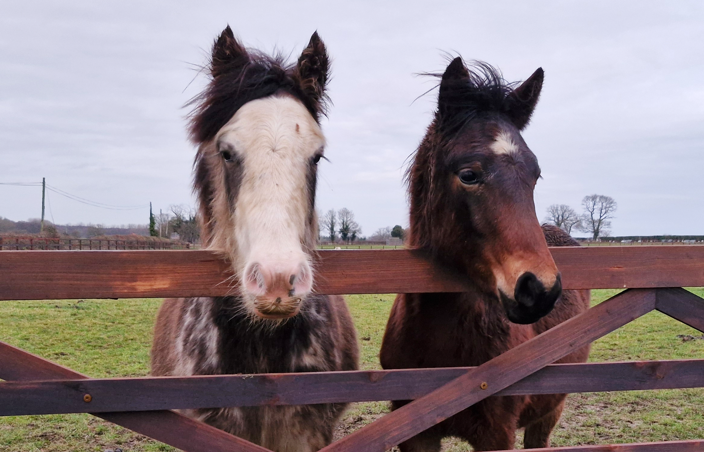 Rugging horses: when does your horse need a rug? - World Horse Welfare