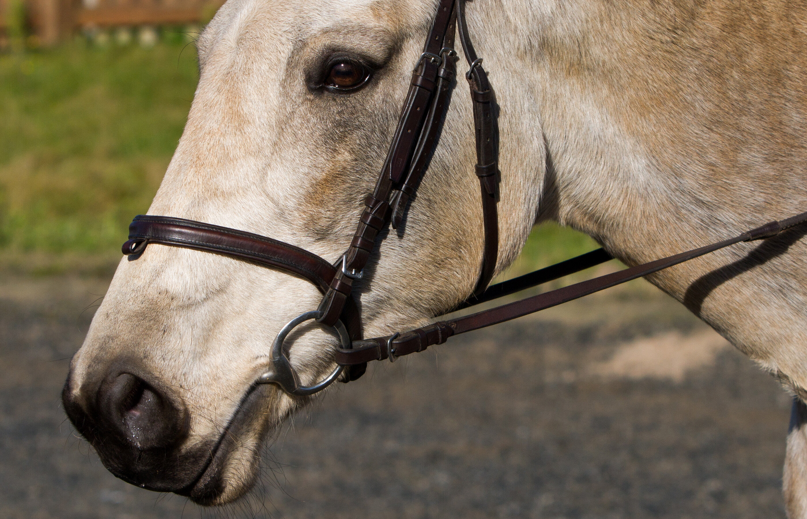 Let’s put the horse’s perspective at the centre when making rules for ...