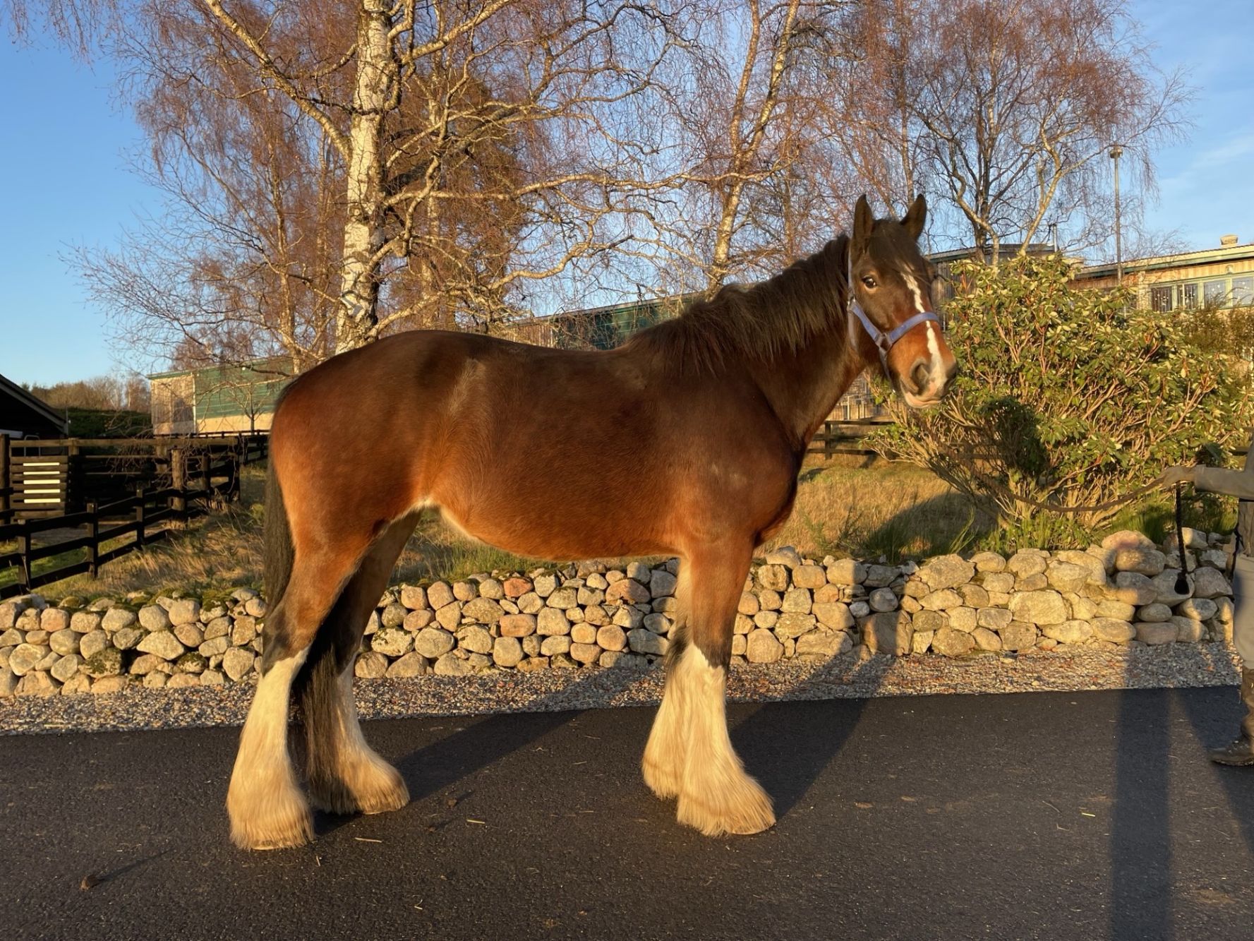 Rehome a horse | Meet Thora - World Horse Welfare